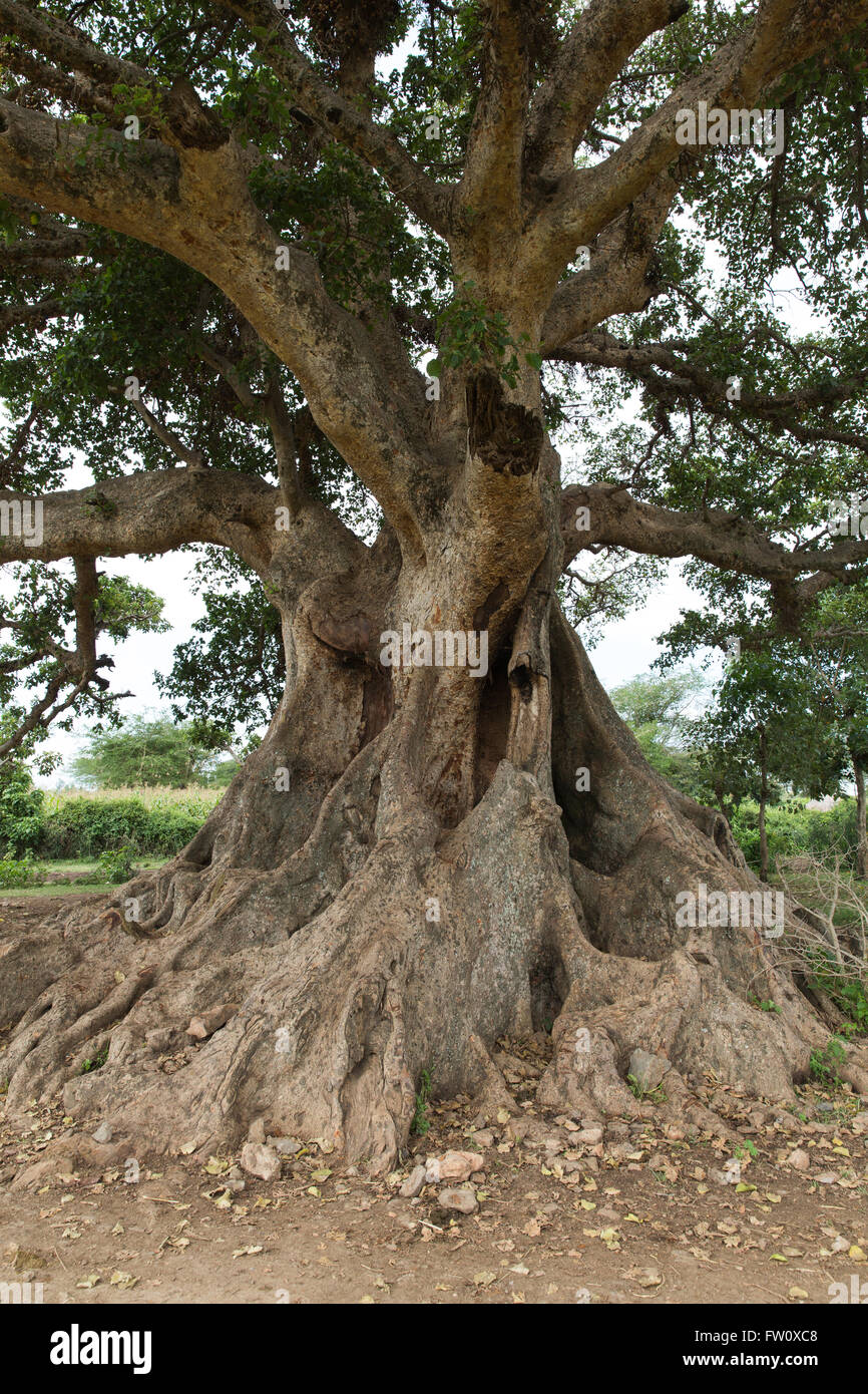 Oromo High Resolution Stock Photography and Images - Alamy
