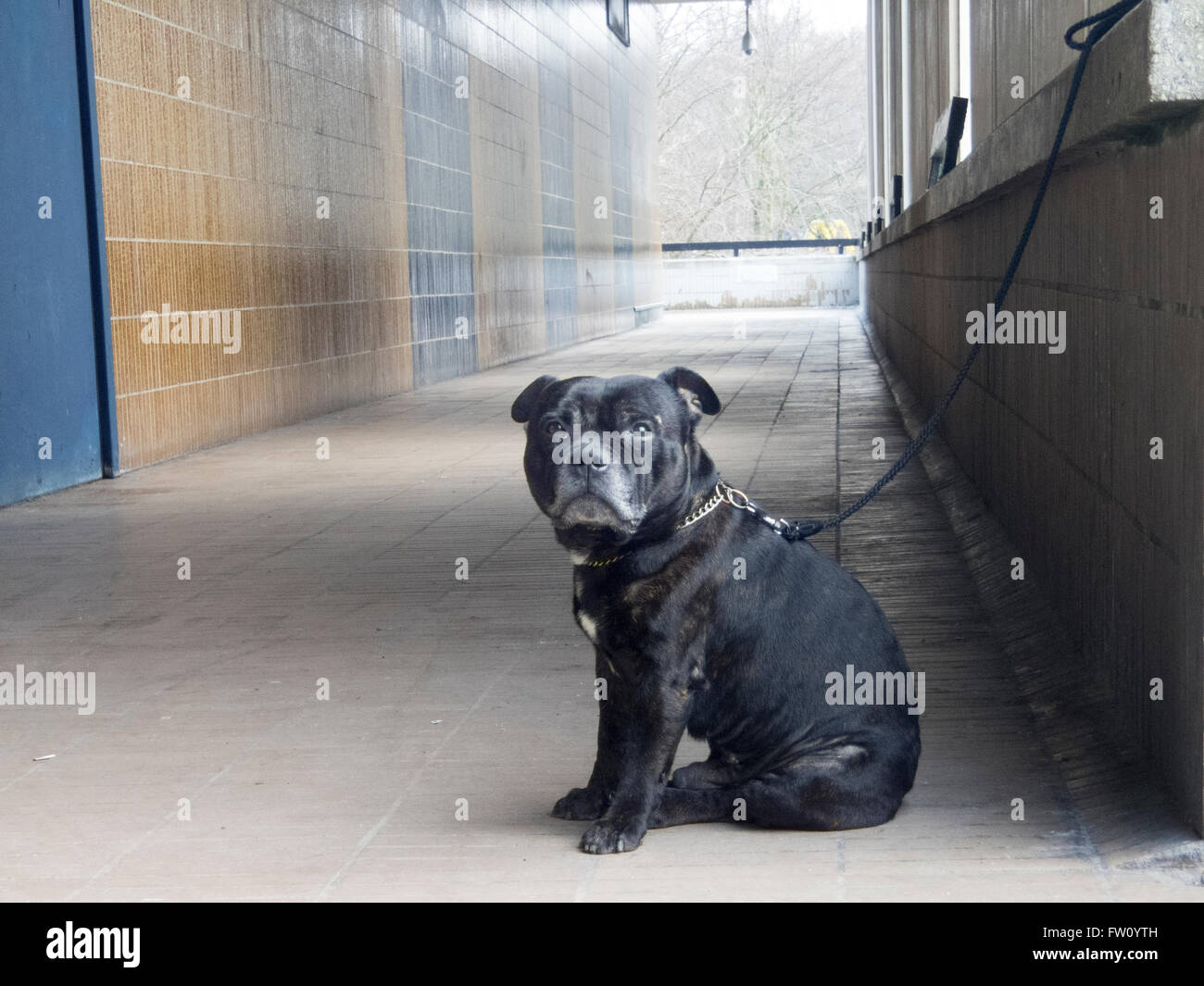 Old staffordshire bull terrier hi-res stock photography and images - Alamy
