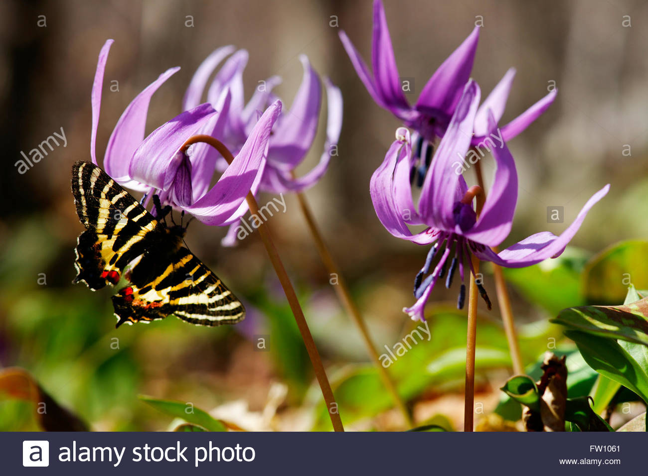 Dogtooth Flower Stock Photos & Dogtooth Flower Stock Images - Alamy