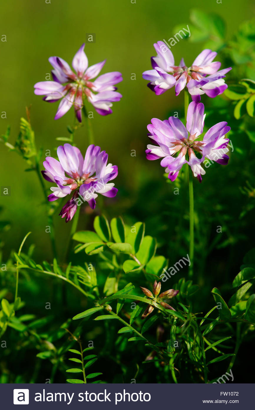Astragalus Stock Photos & Astragalus Stock Images - Alamy