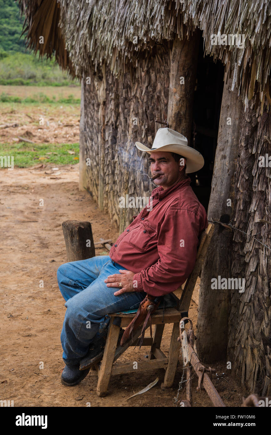 Cuban cigar palm tree blue hi-res stock photography and images - Alamy