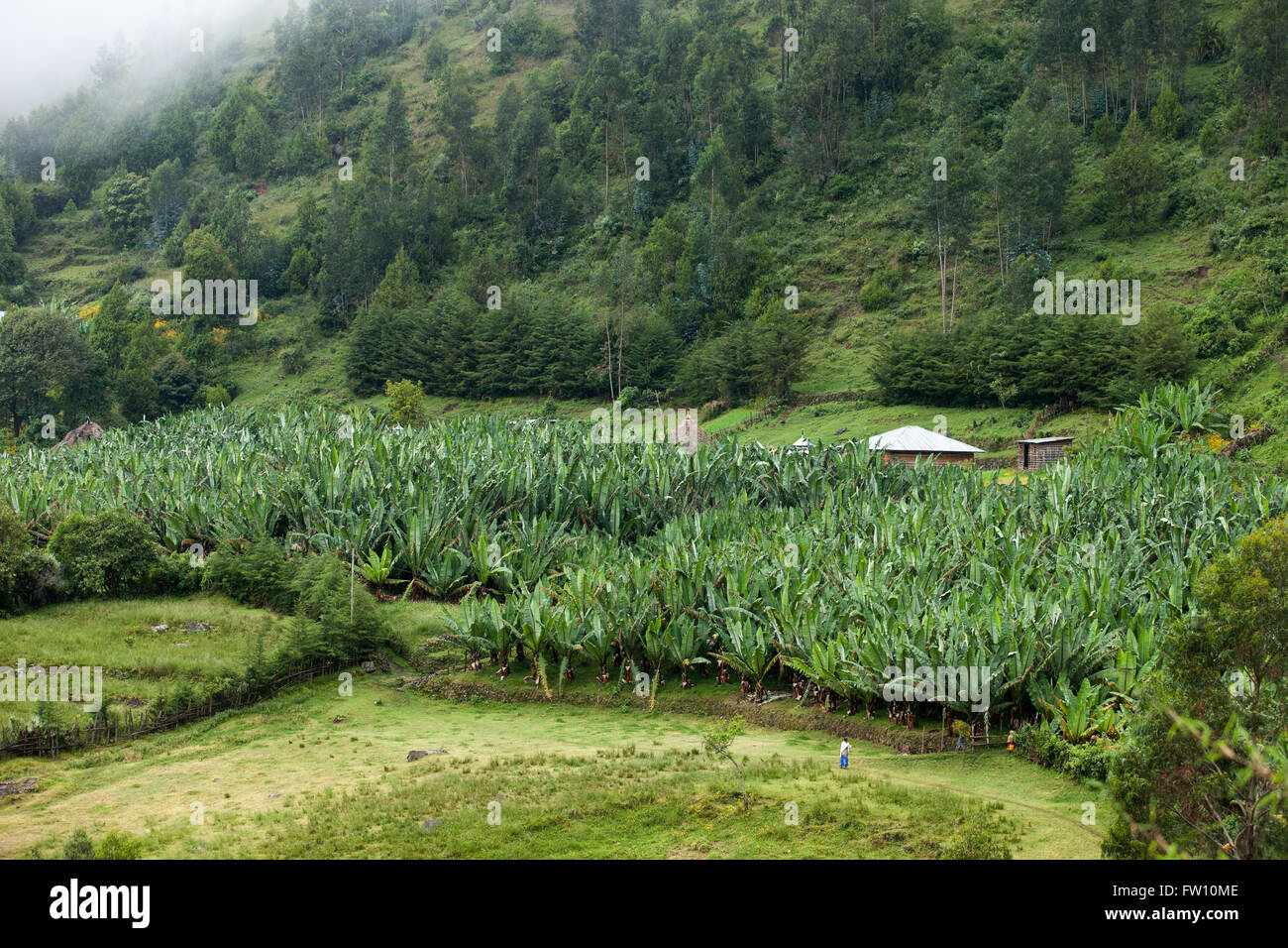 Gurage ethiopia october 2013 enset hi-res stock photography and images ...