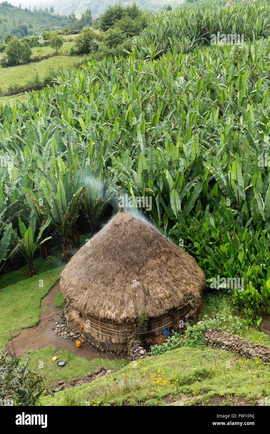 Enset ventricosum ethiopia hi-res stock photography and images - Alamy