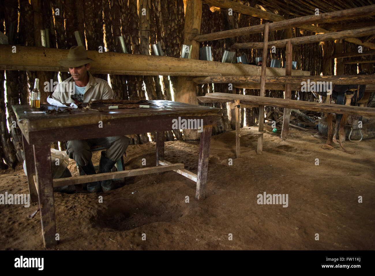 Cuban cigar palm tree blue hi-res stock photography and images - Alamy