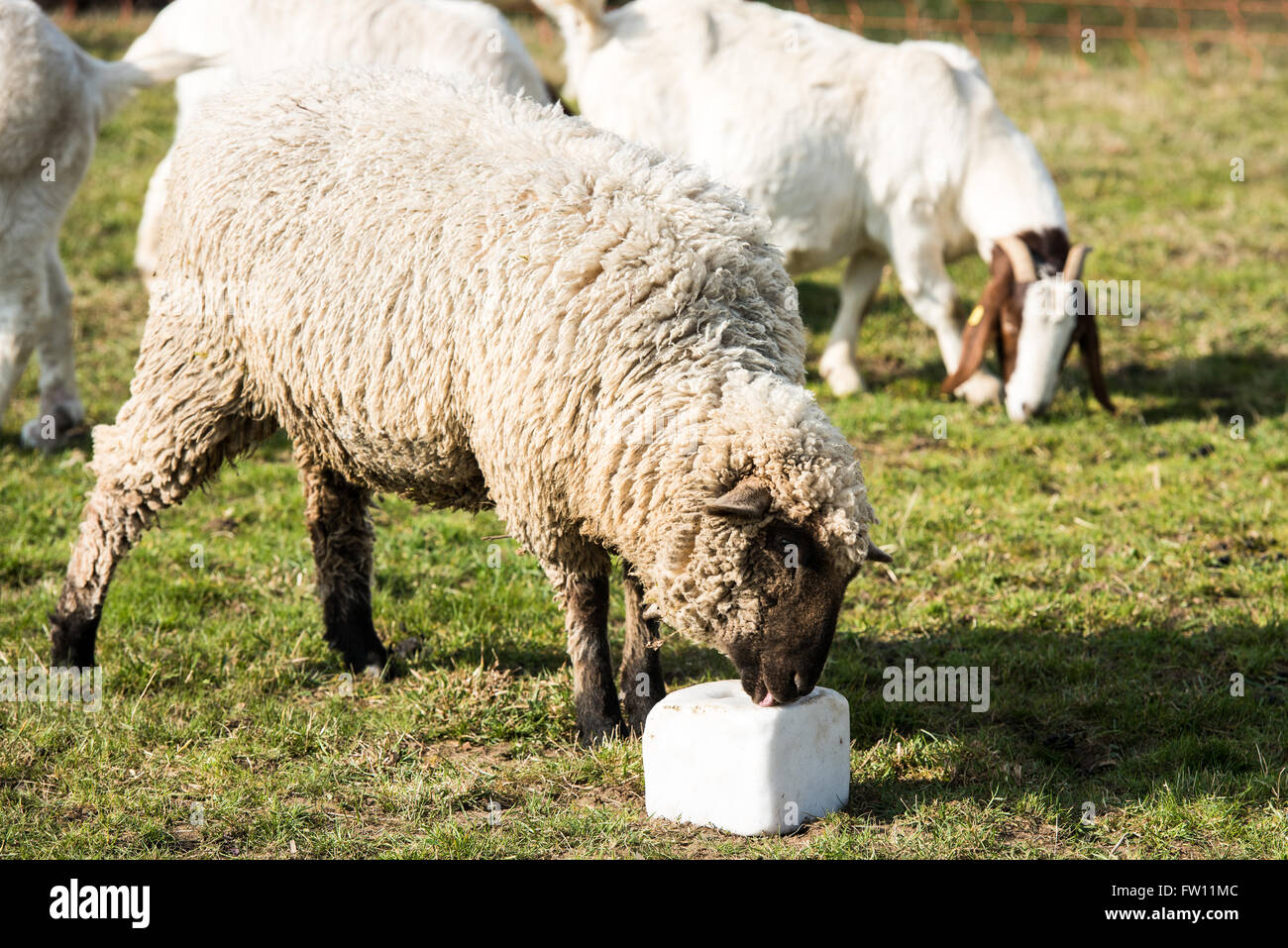 Lamb licking a block of salt Stock Photo - Alamy