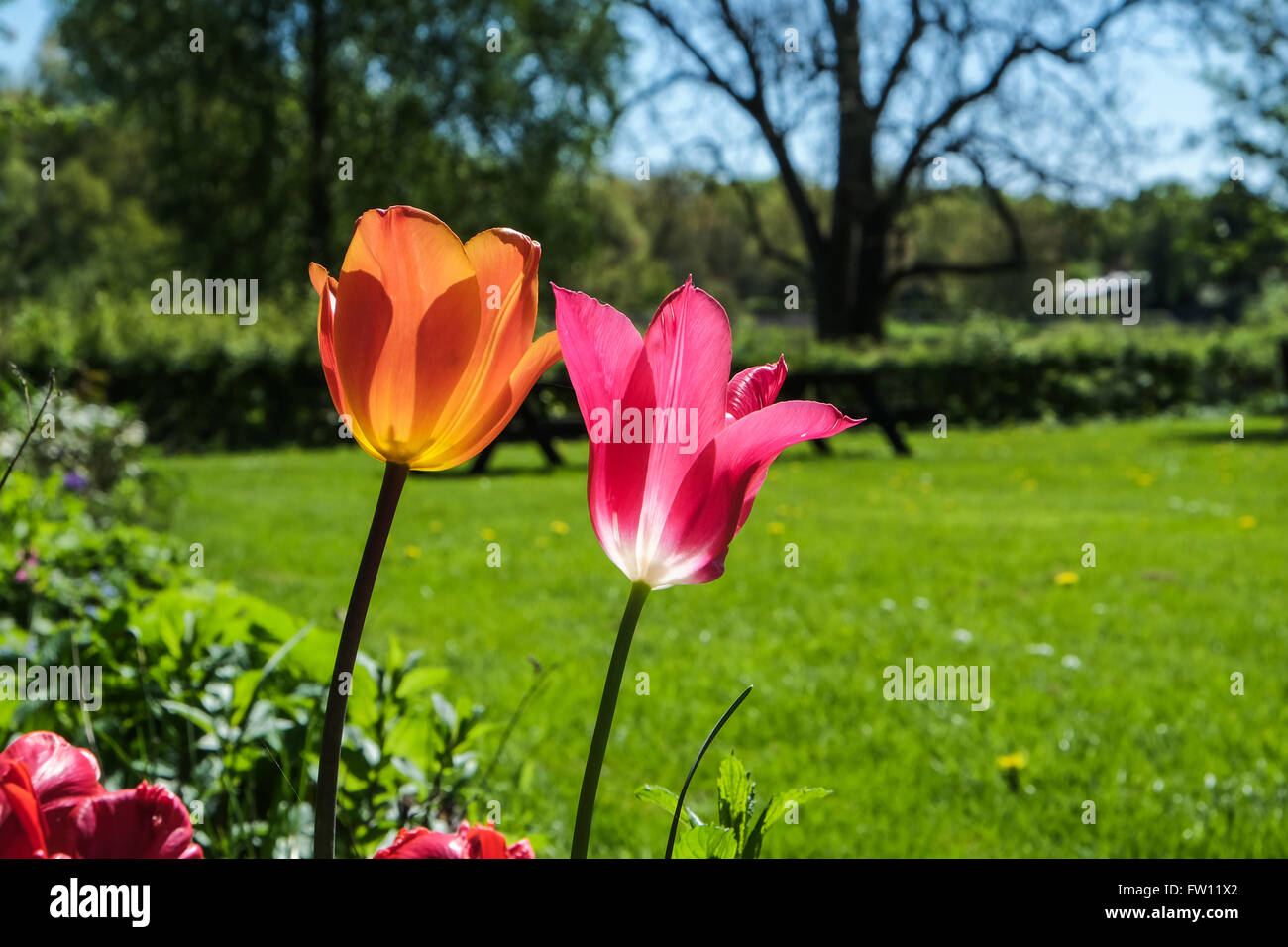 Two tulips standing in a flower bed in a garden with a green lawn. The ...