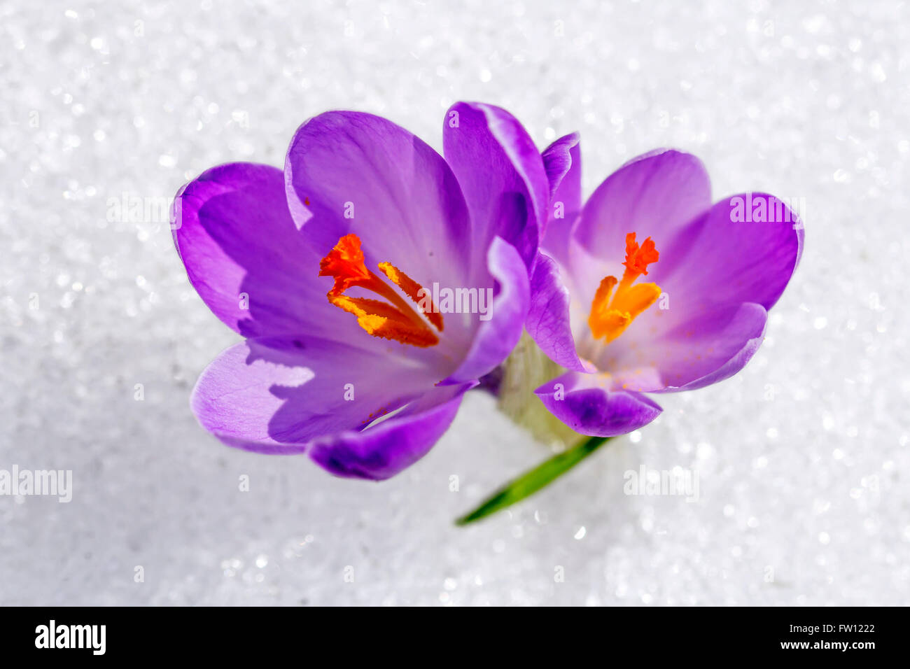 Crocus snow hi-res stock photography and images - Alamy