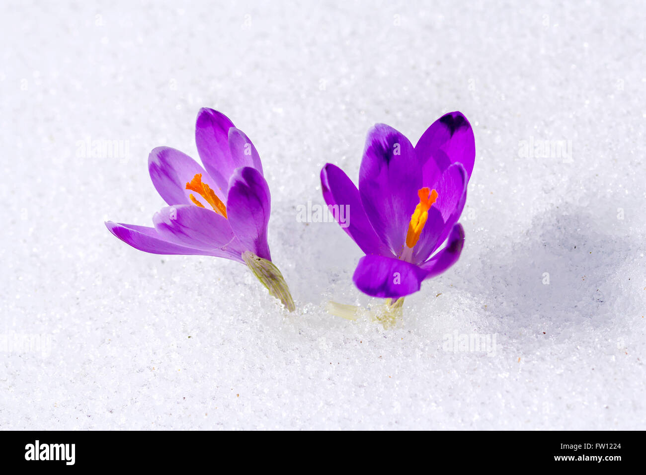 Two Purple Crocus growing in the snow Stock Photo - Alamy