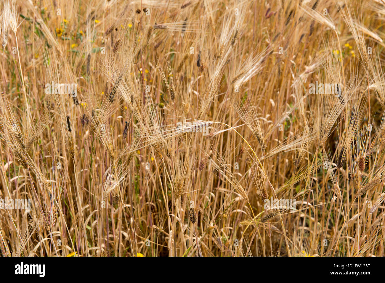 Barley seed head hi-res stock photography and images - Alamy