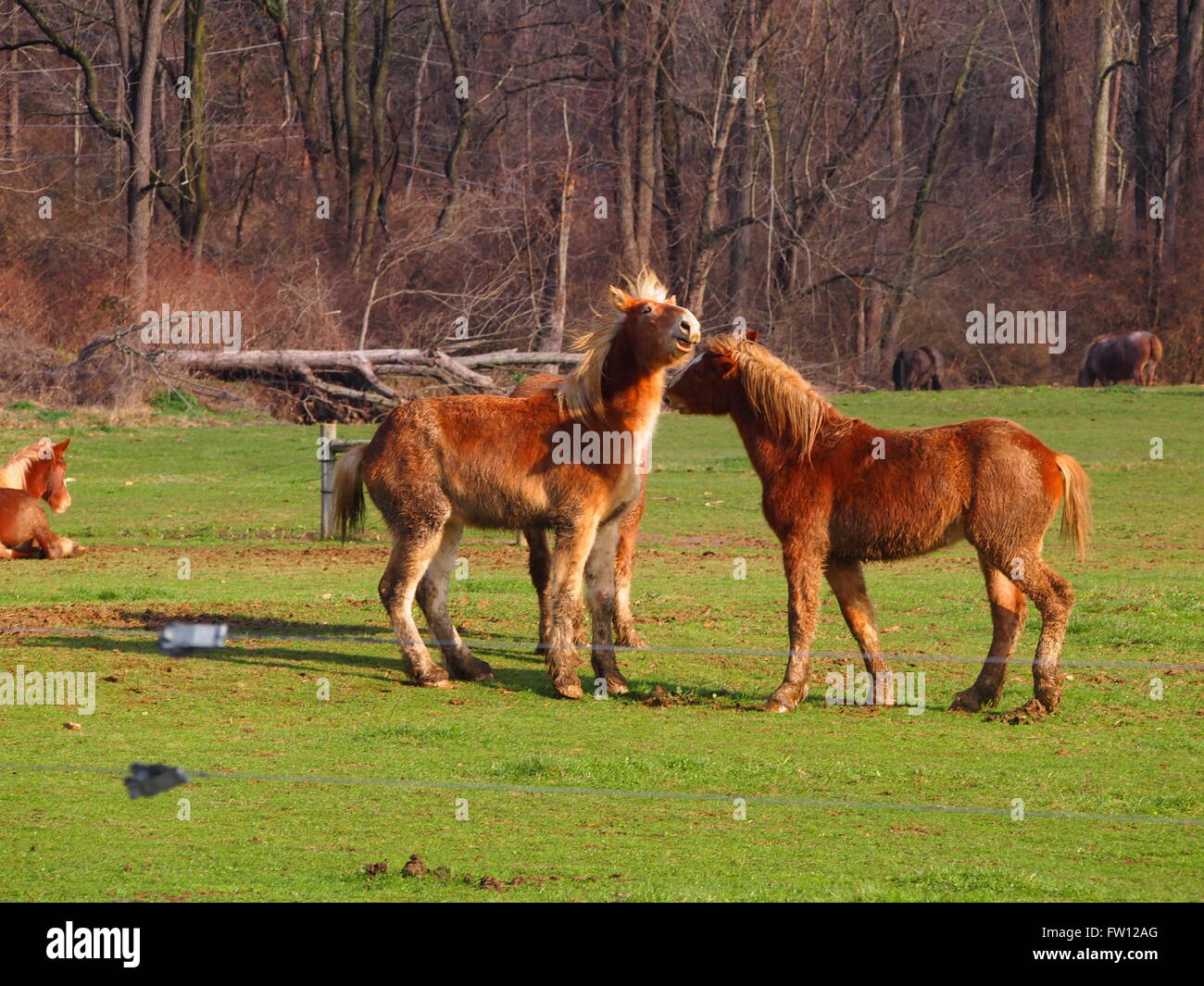 Horses Fighting on an Amish Farm Stock Photo - Alamy
