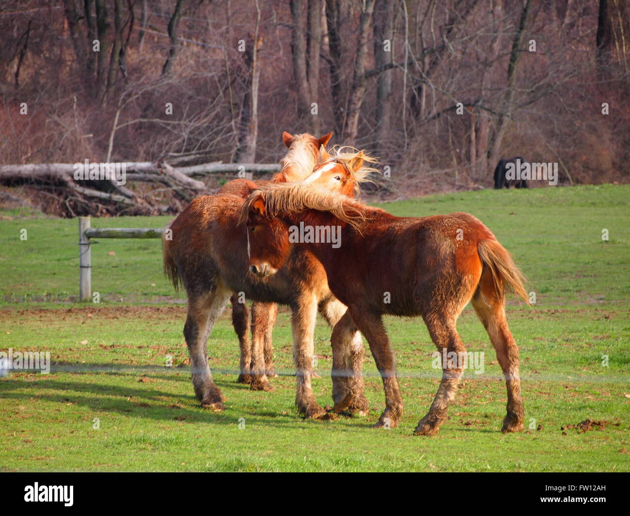 Roughhousing hi-res stock photography and images - Alamy