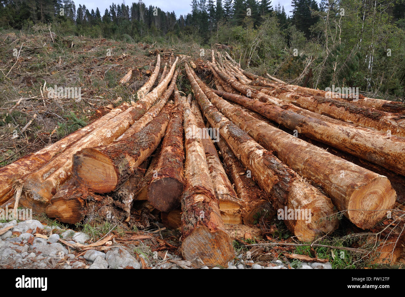Freshly cut logs of Pinus radiata wait on the landing at a milling site ...