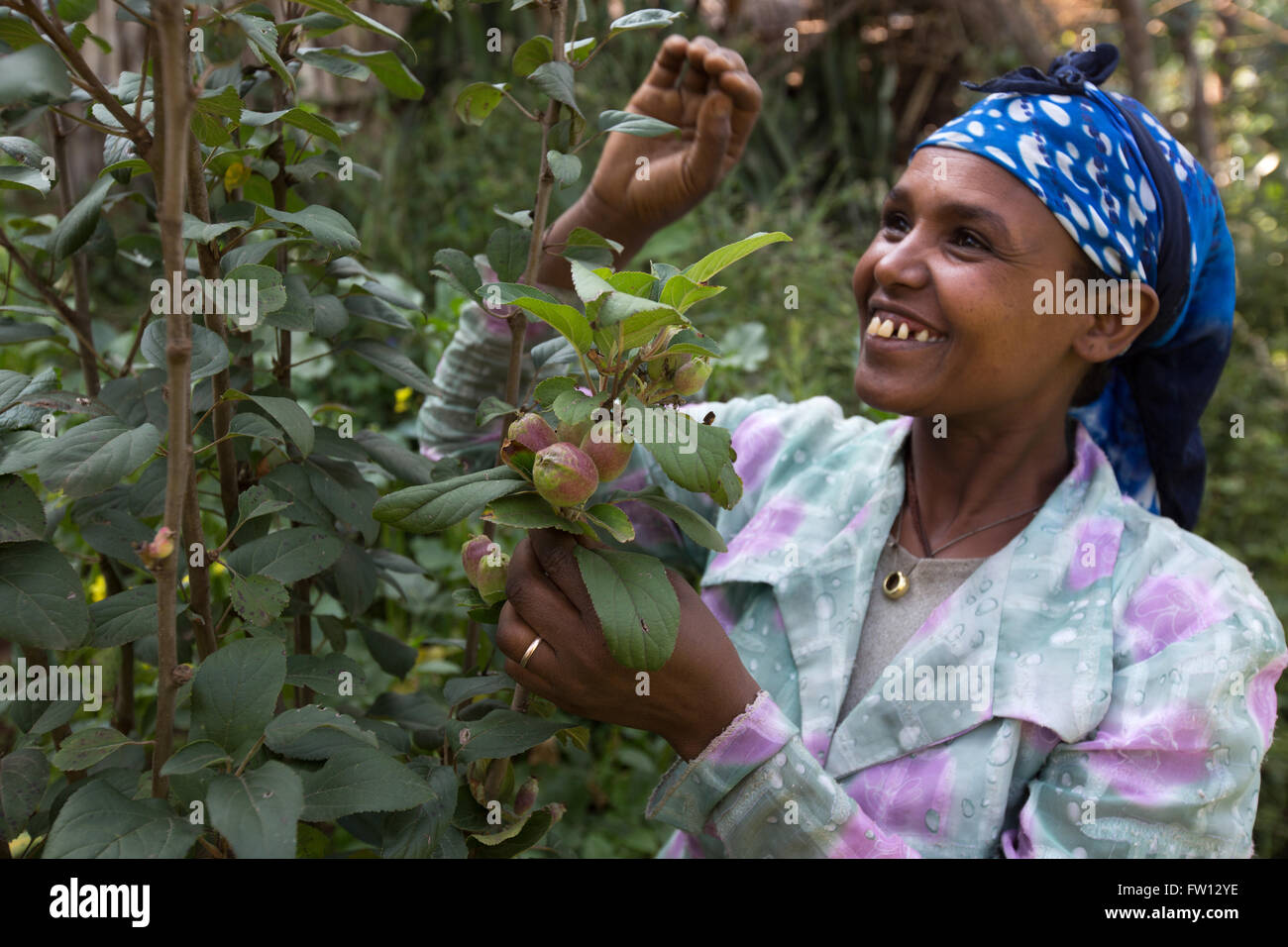 Debre Birhan, Amhara, Ethiopia, October 2013 Desta Hailye checks the ...