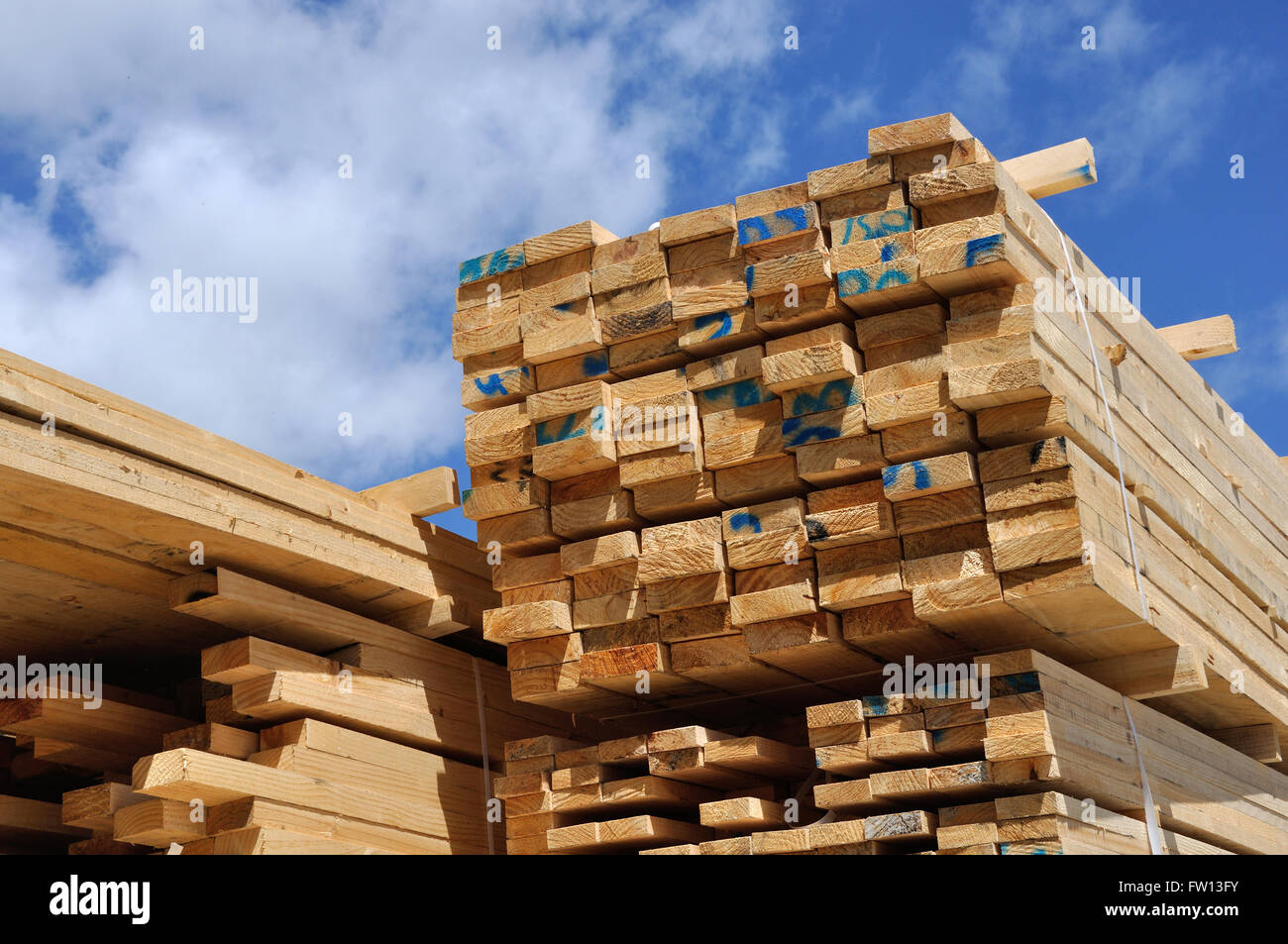 Piles of timber cut from Pinus radiata wait their turn for despatch ...