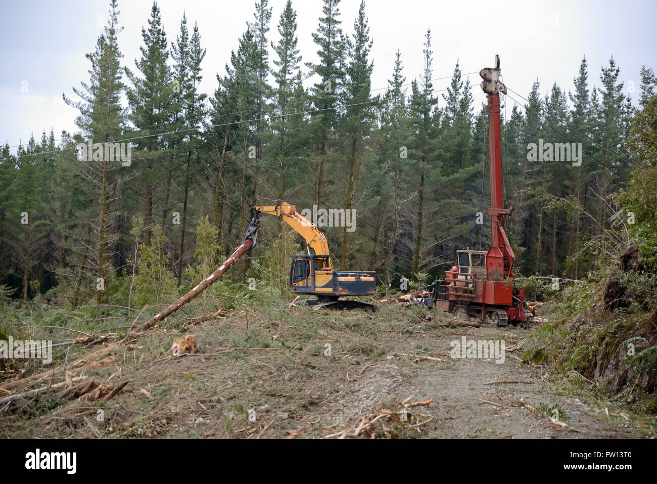 A cable hauler drags freshly cut Pinus radiata logs onto the landing in ...