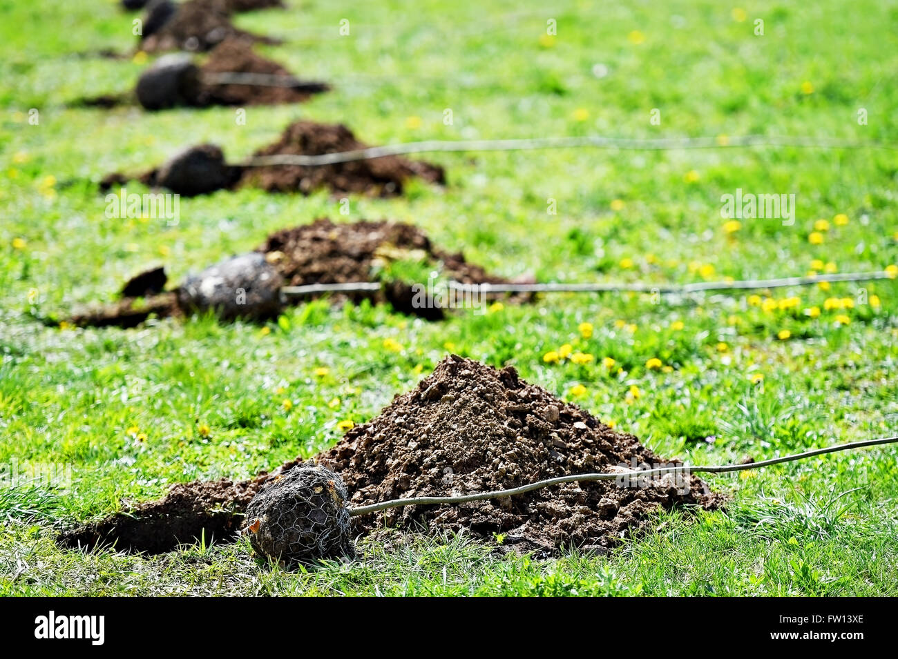 Small trees ready to be planted in springtime season Stock Photo - Alamy