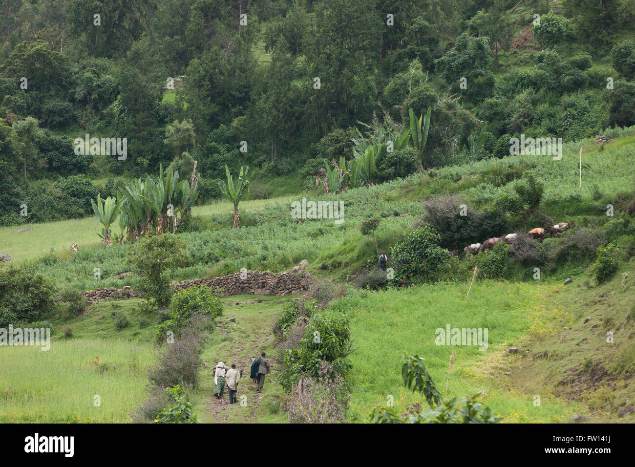 Shewa hi-res stock photography and images - Alamy