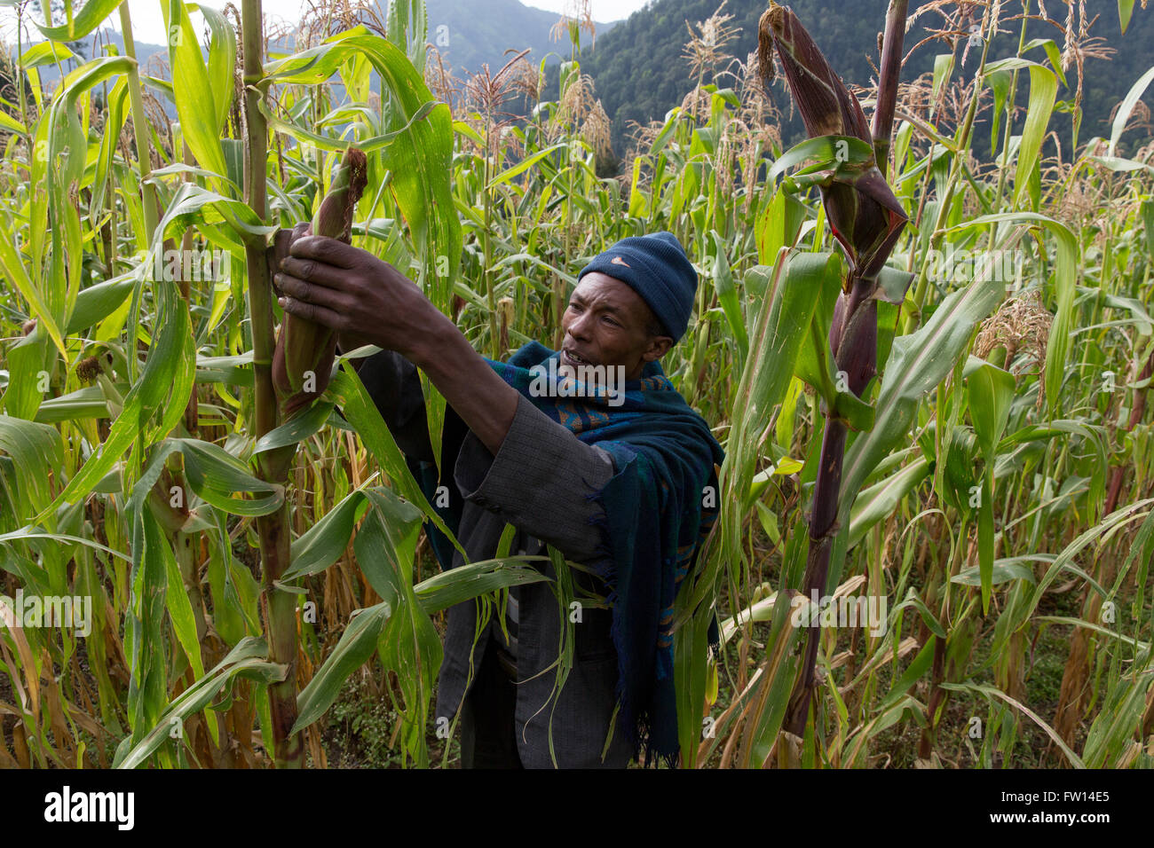 Ethiopia food hi-res stock photography and images - Alamy