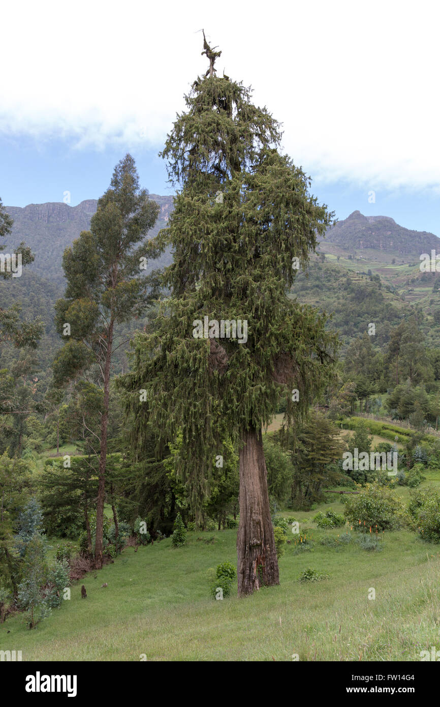 Wofwasha Kebele, North Shewa, Ethiopia, October 2013: Juniper trees ...