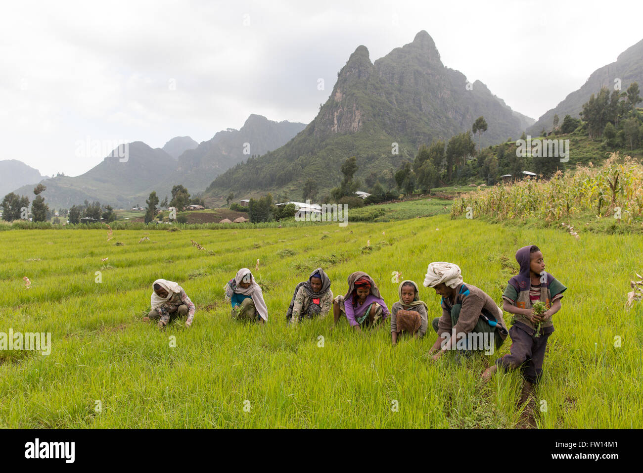 Tef ethiopia hi-res stock photography and images - Alamy