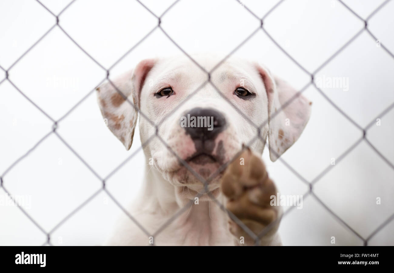 Dog behind the fence portrait Stock Photo - Alamy
