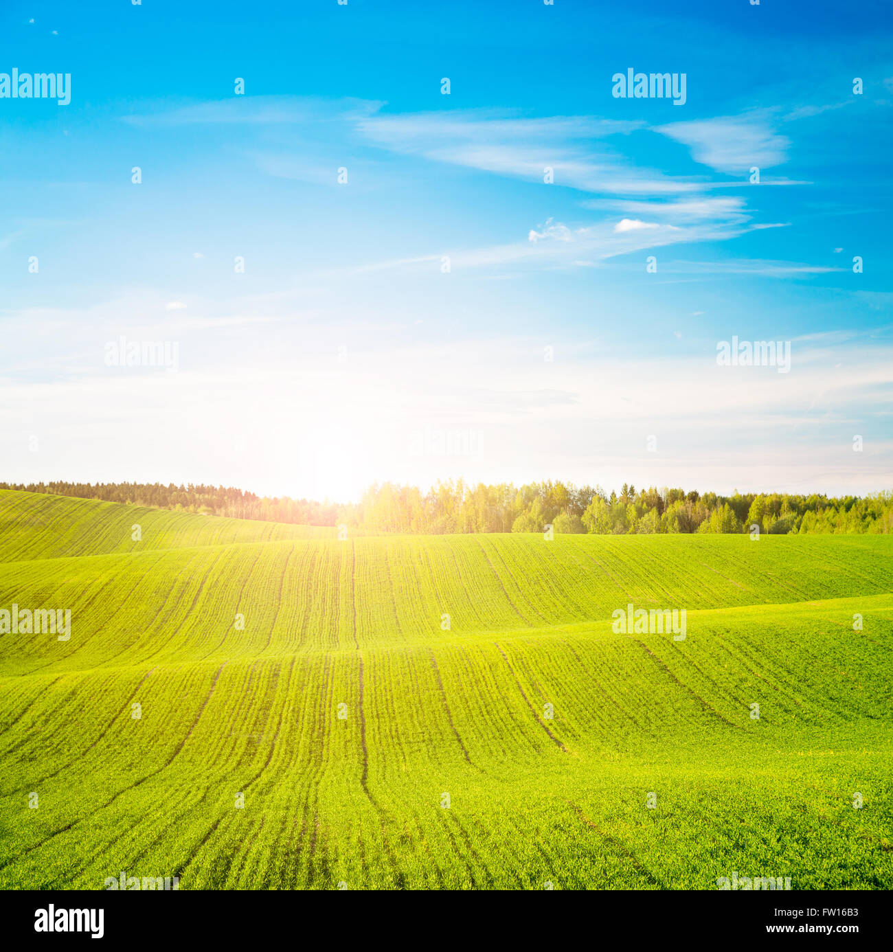 Spring Landscape with Green Field and at Sunset Stock Photo - Alamy