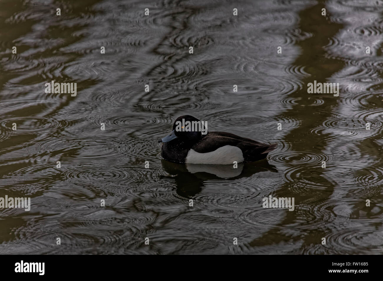 Tufted duck on pond in the rain with drops of rain creating interesting ...