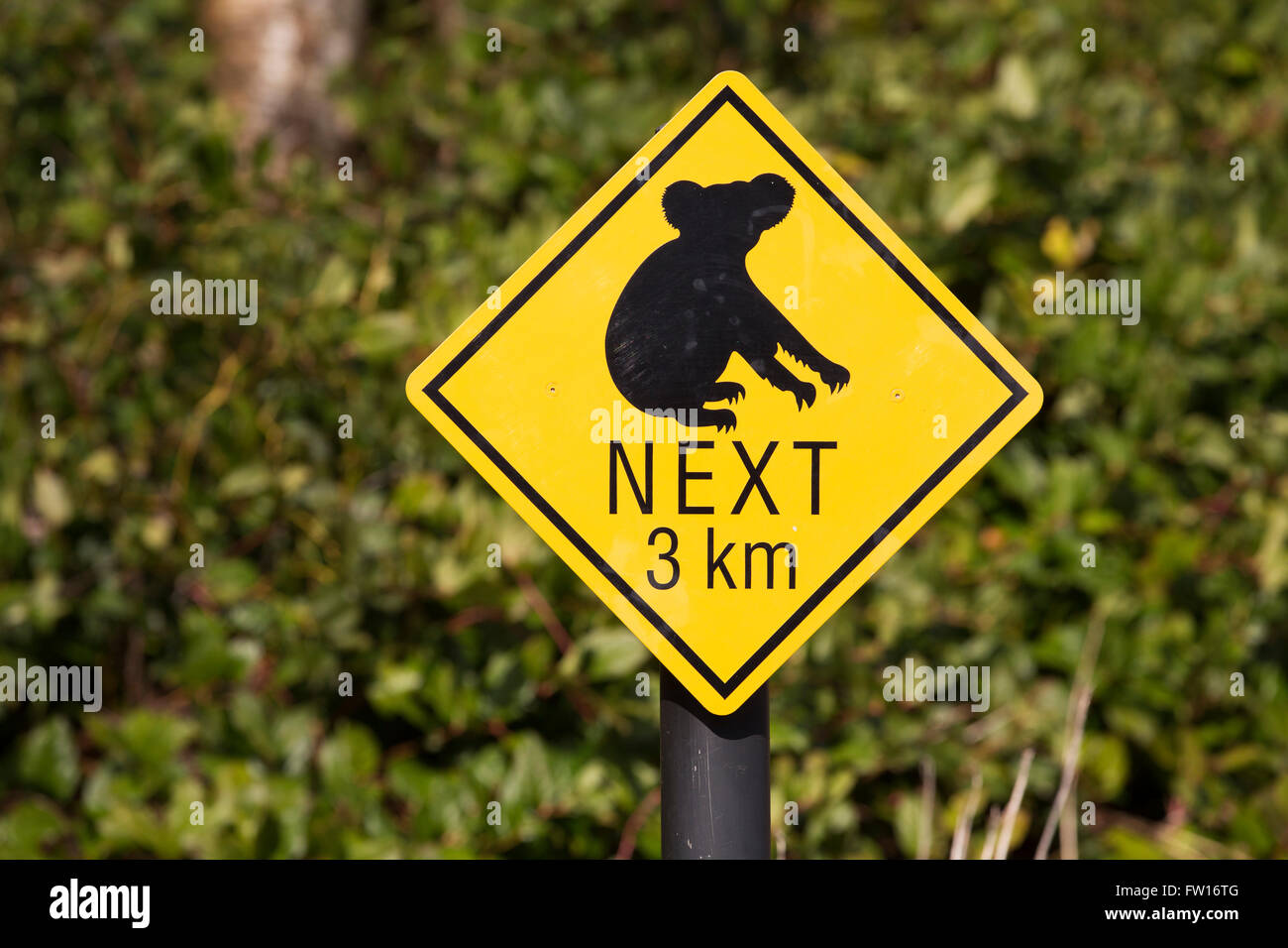 A sign warning of koalas for the next 3km Stock Photo - Alamy