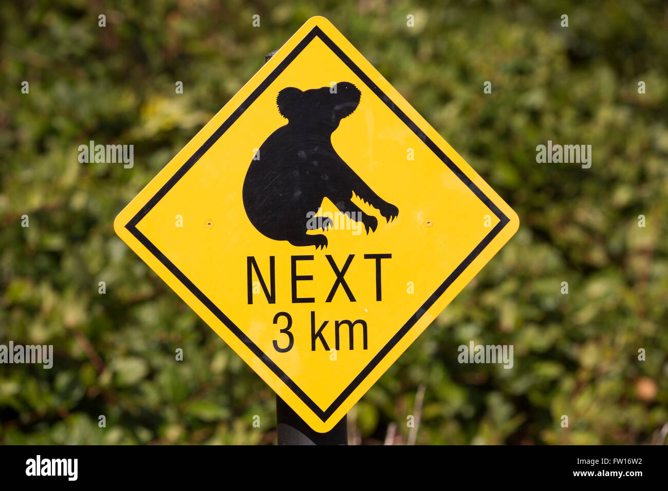 A sign warning of koalas for the next 3km Stock Photo - Alamy