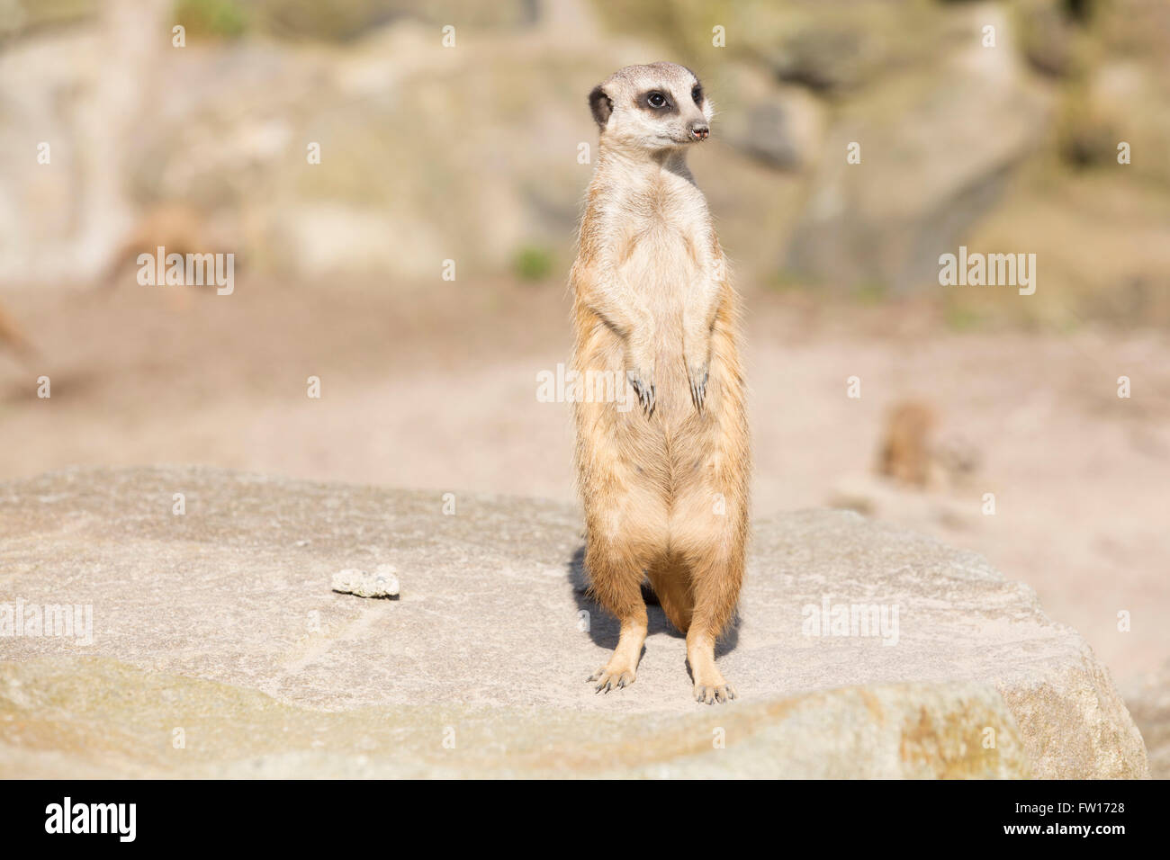 A meerkat (Suricata suricatta) stands on its hind legs. The animal is ...