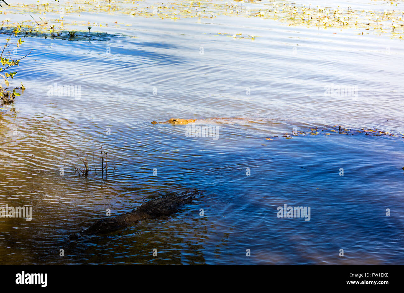 Sabou hi-res stock photography and images - Alamy