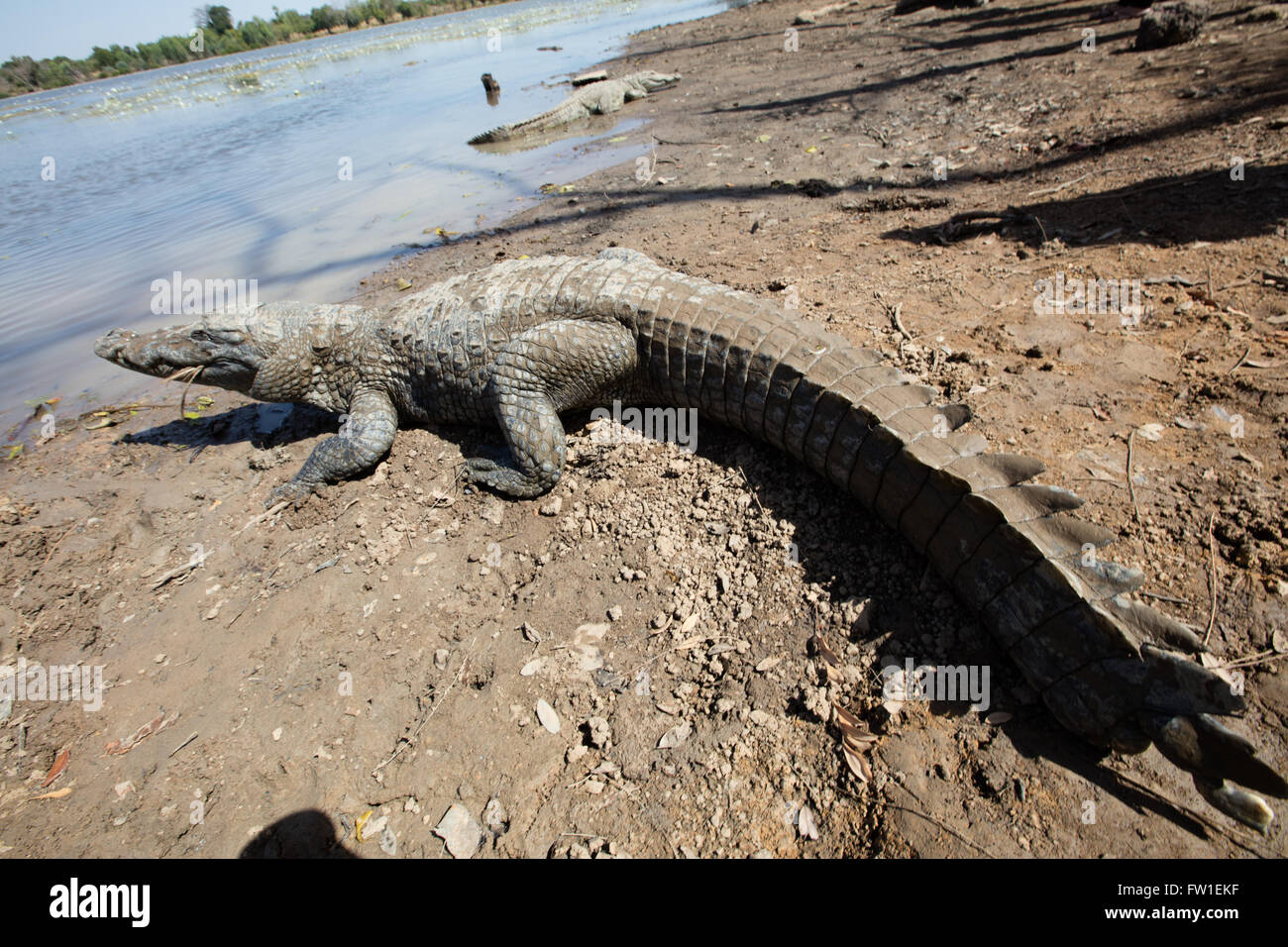 Sacred crocodile in Sabou, Burkina Faso, Africa Stock Photo - Alamy