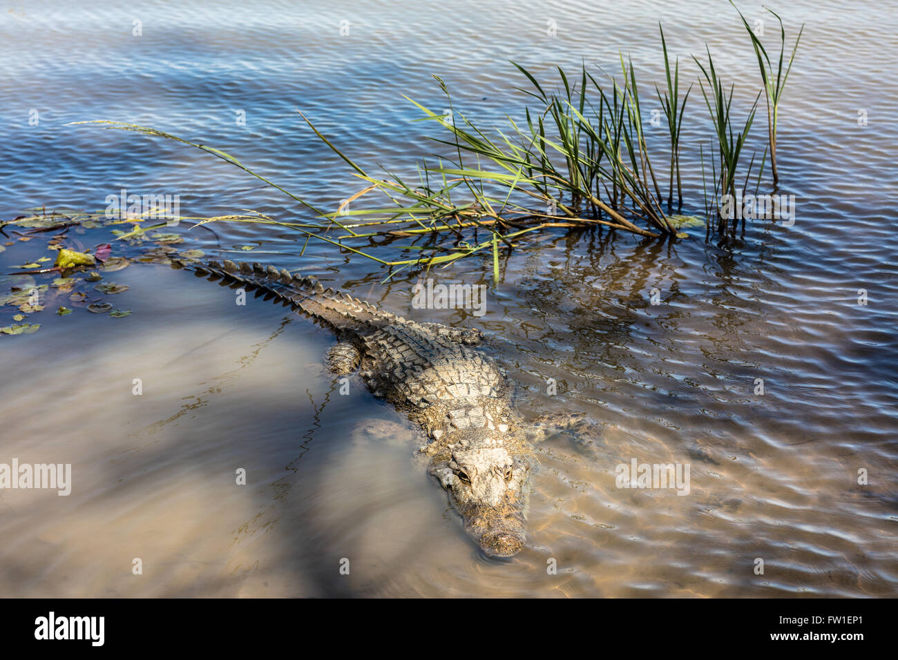 Sacred crocodile in Sabou, Burkina Faso, Africa Stock Photo - Alamy