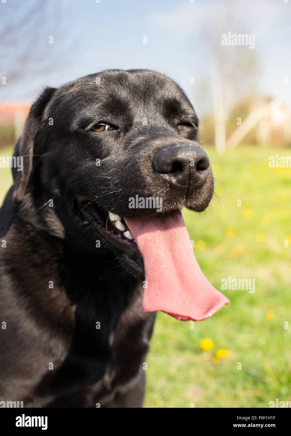 Dog winking at you - Labrador retriever Stock Photo - Alamy