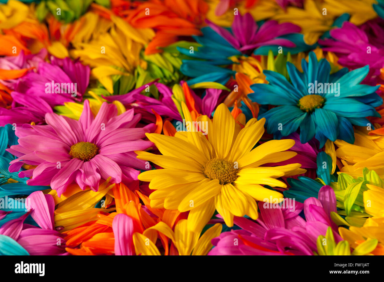 Multicolored daisy petals close-up Stock Photo - Alamy