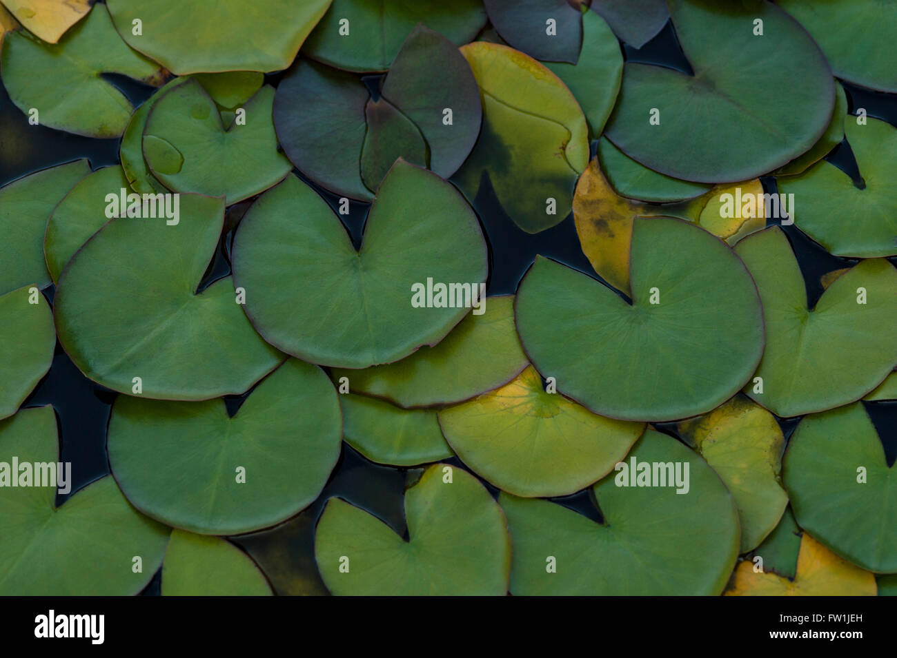 Lily pads at Woodland Park Rose Garden Seattle Washington USA Stock ...