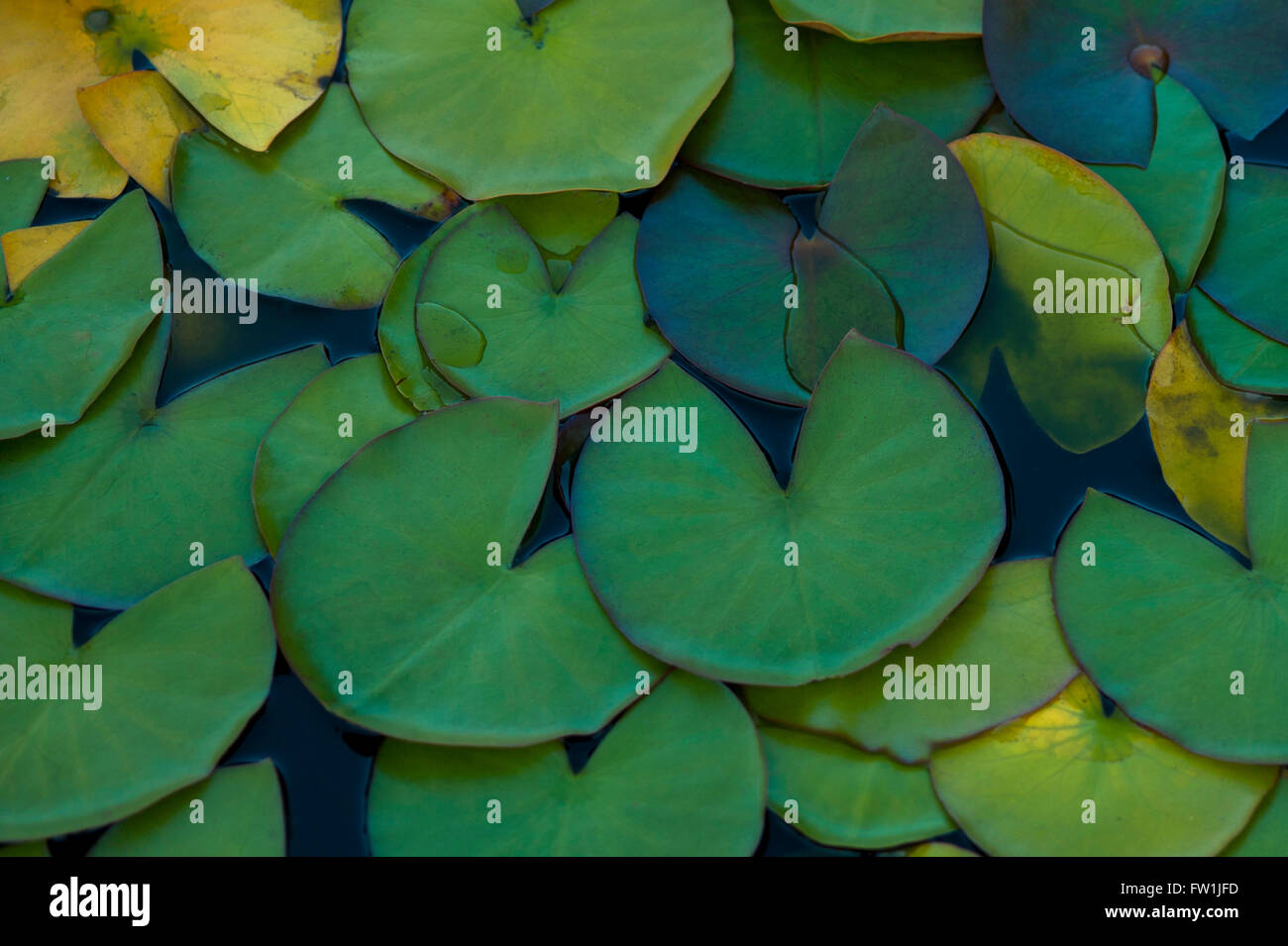 Lily pads at Woodland Park Rose Garden Seattle Washington USA Stock ...