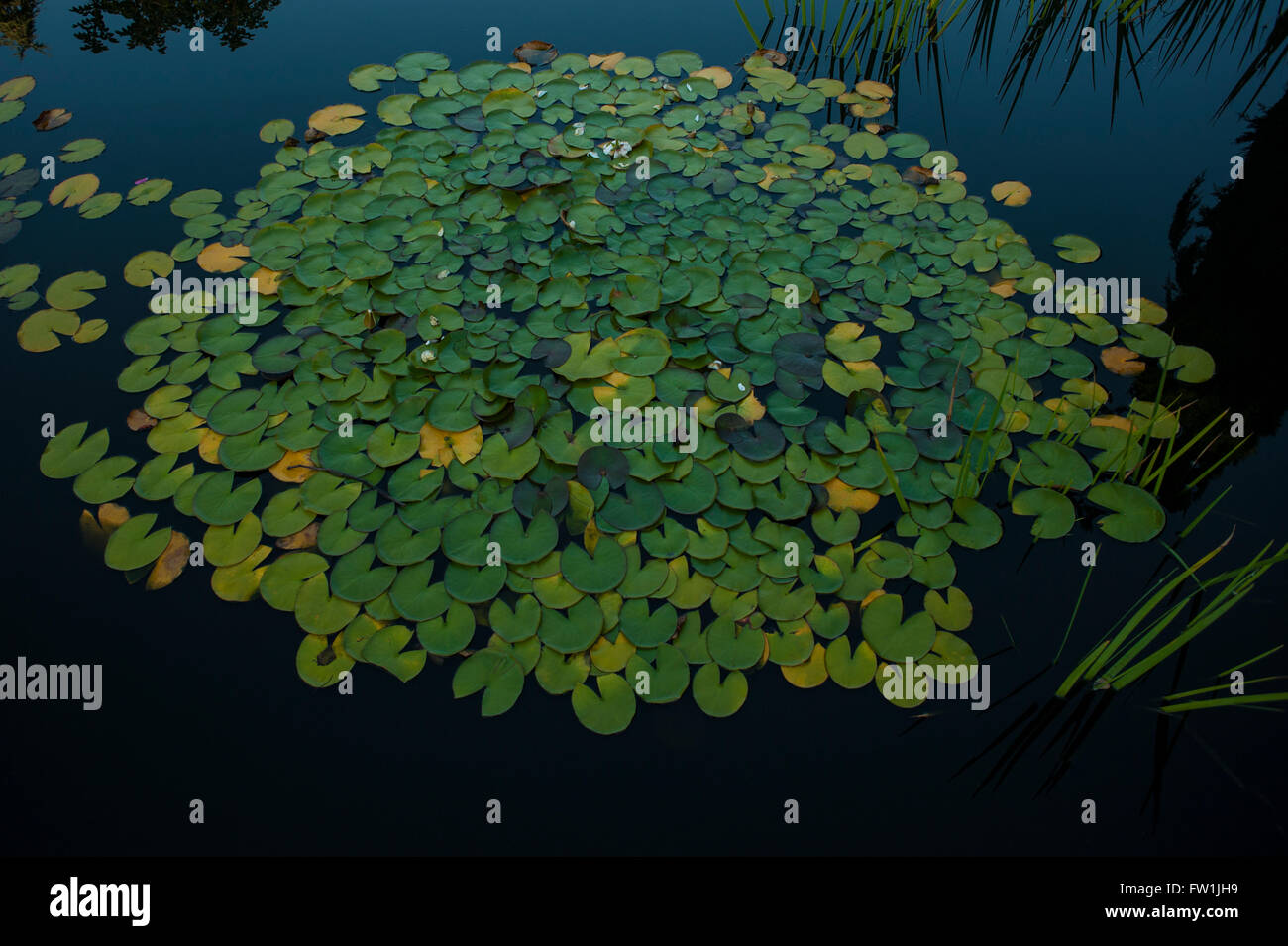 Lily pads at Woodland Park Rose Garden Seattle Washington USA Stock ...