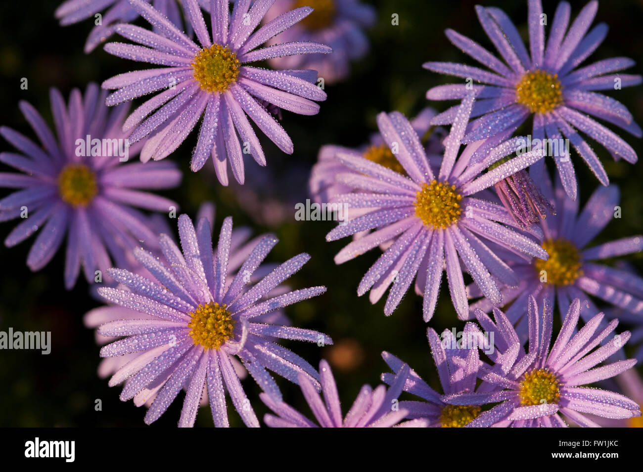 Daisies early morning Stock Photo - Alamy