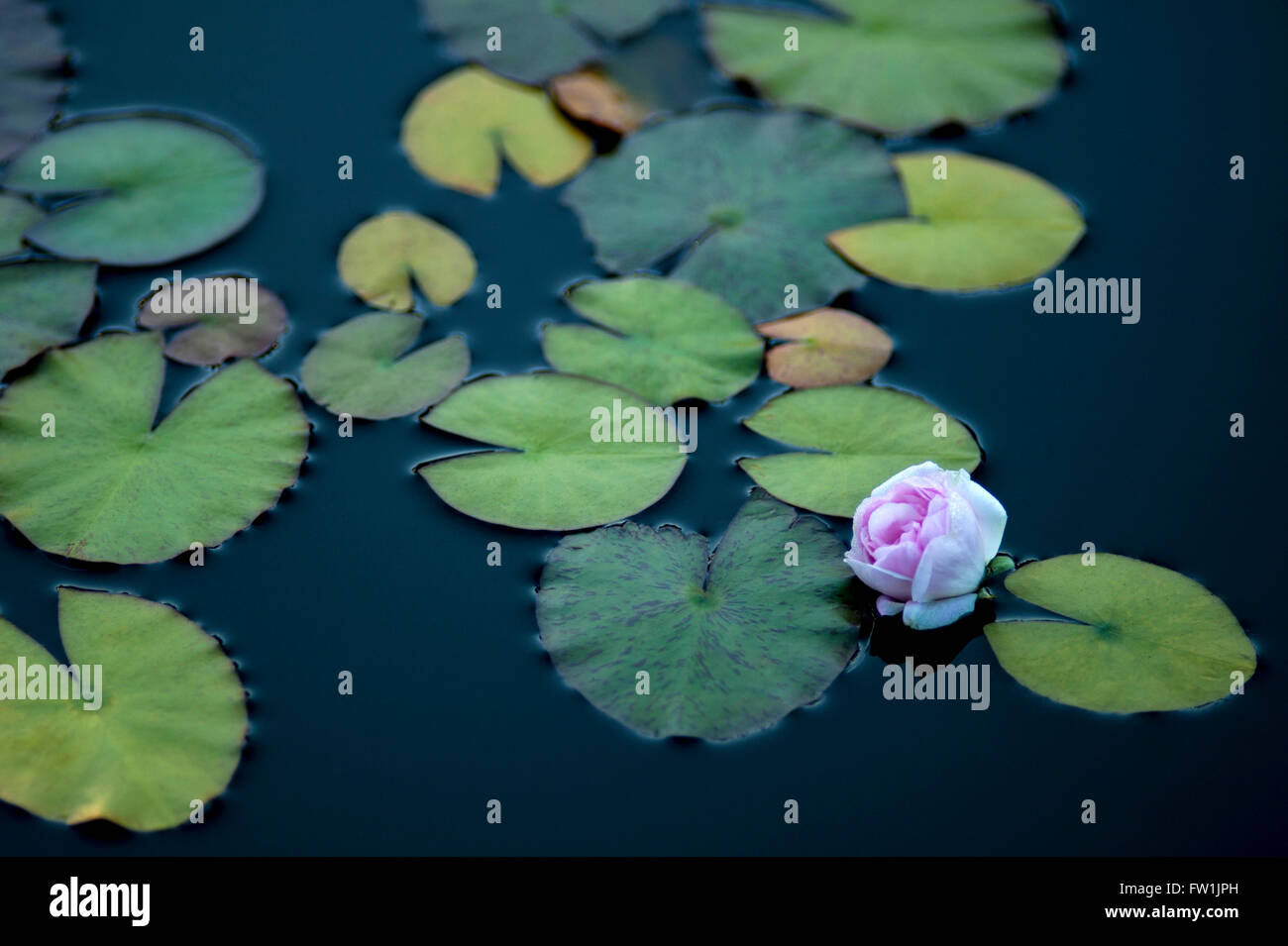 Lily pads at Woodland Park Rose Garden with pink flower Seattle ...