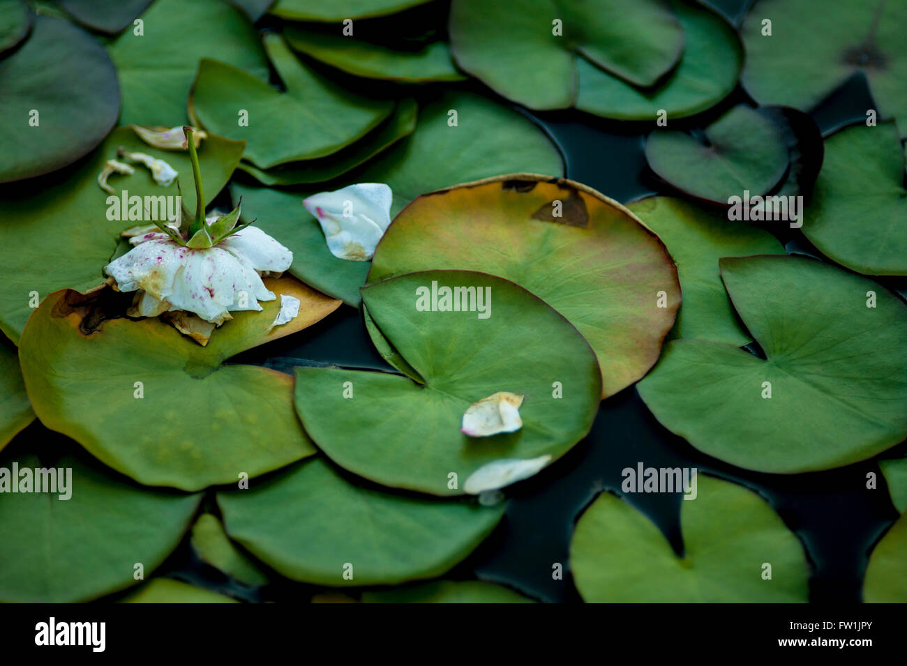 Lily pads at Woodland Park Rose Garden with white flower Seattle ...