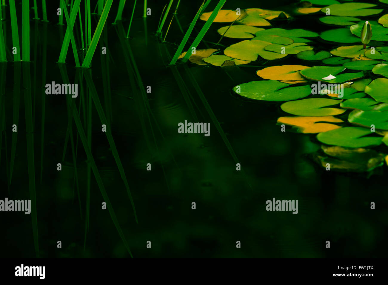 Lily pads at Woodland Park Rose Garden Seattle Washington USA Stock ...