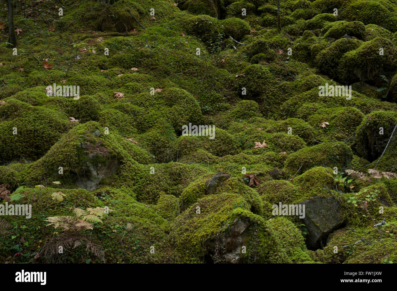 NookSack Forest with mounds and rich green moss Stock Photo - Alamy