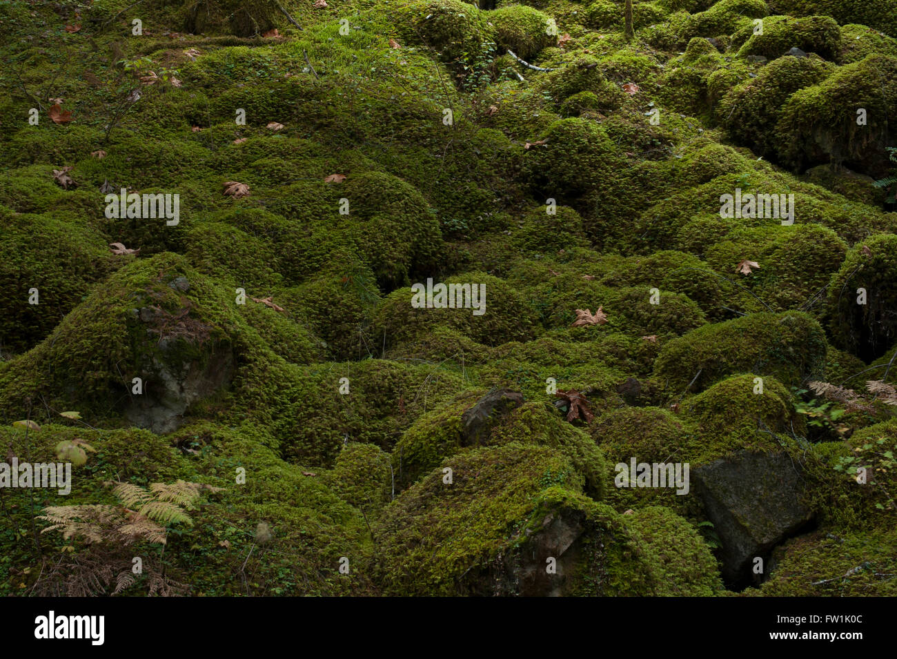 NookSack Forest with mounds and rich green moss Stock Photo - Alamy