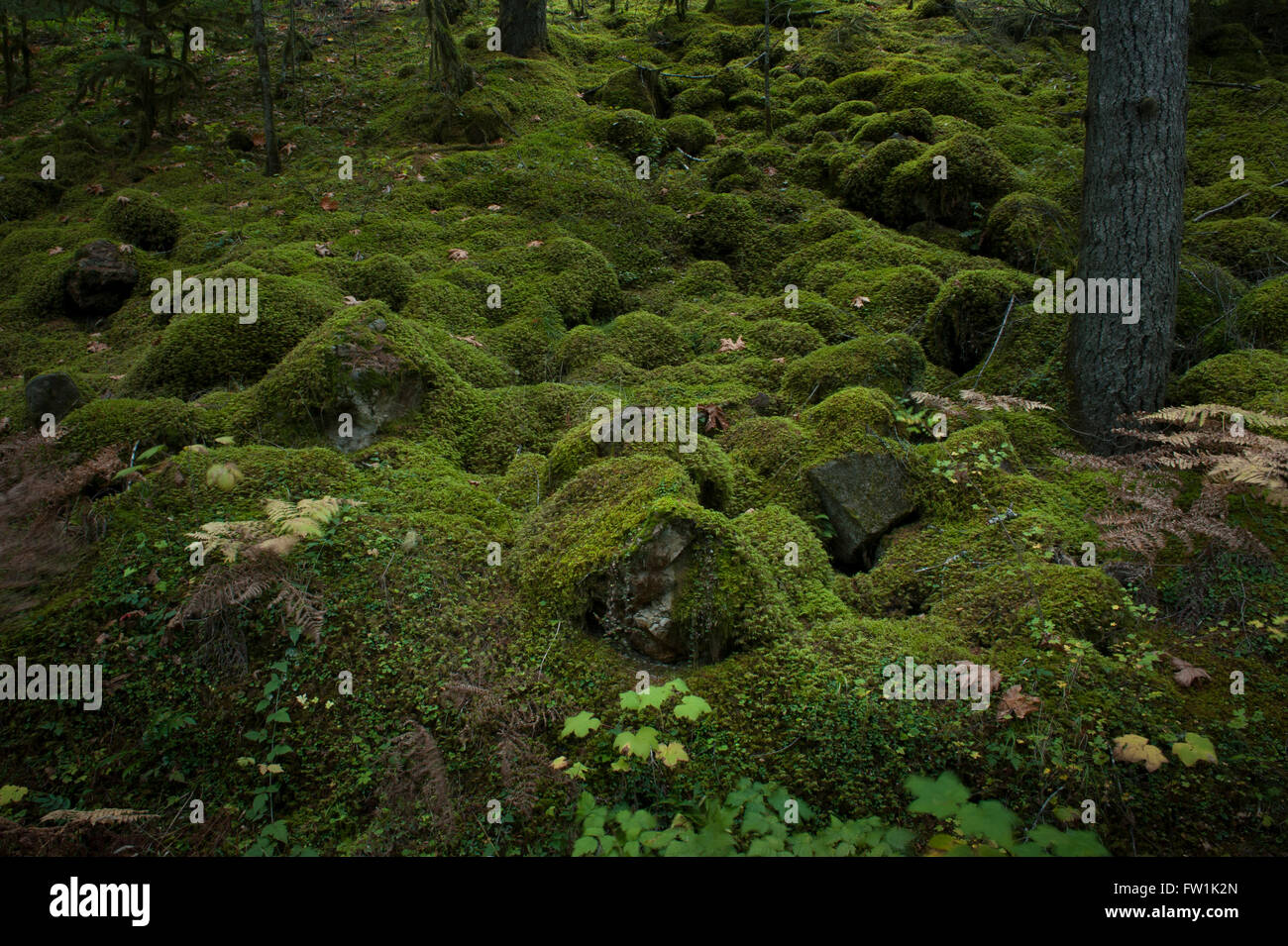 NookSack Forest with mounds and rich green moss Stock Photo - Alamy