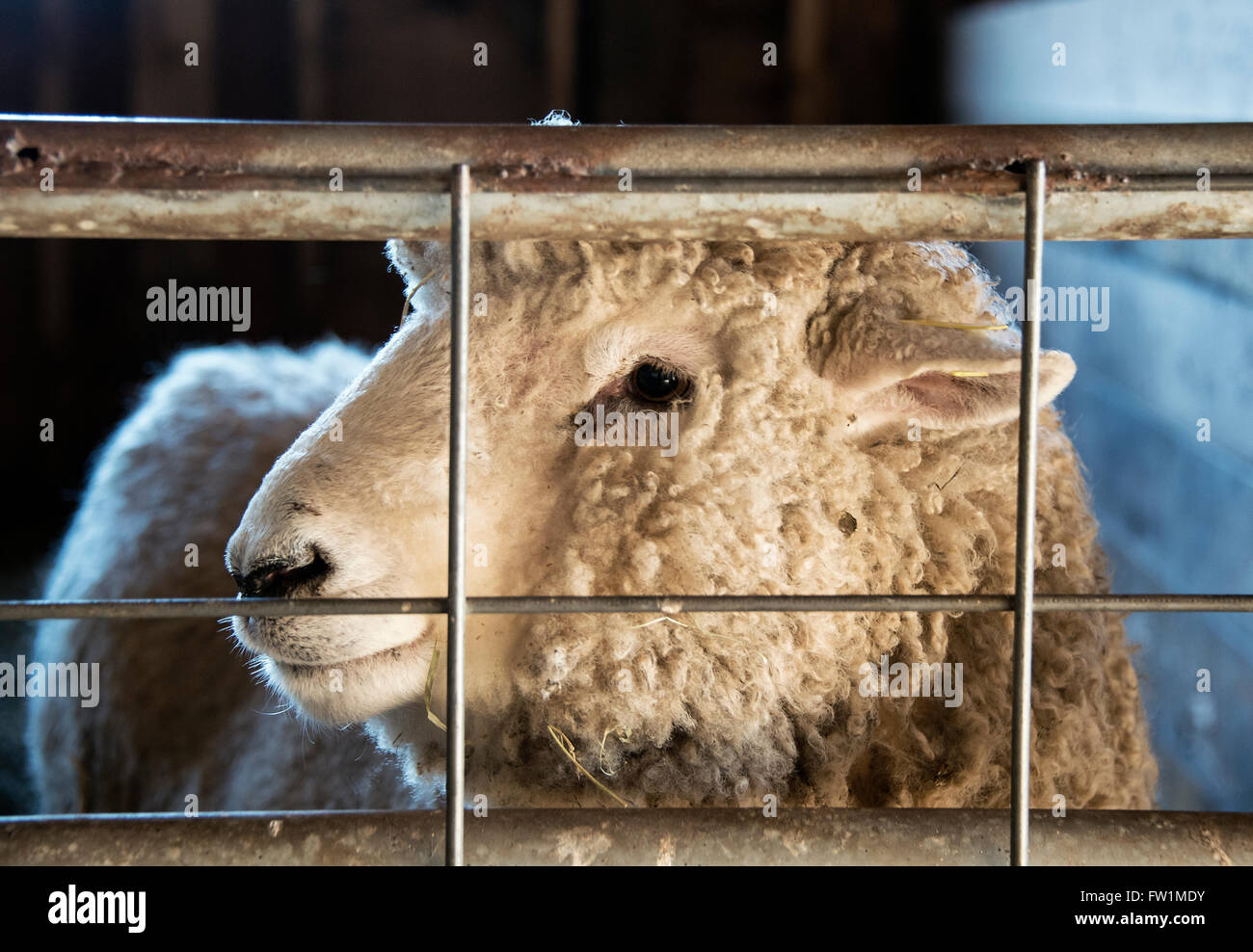 Sheep, Martha's Vineyard, Massachusetts, USA Stock Photo - Alamy