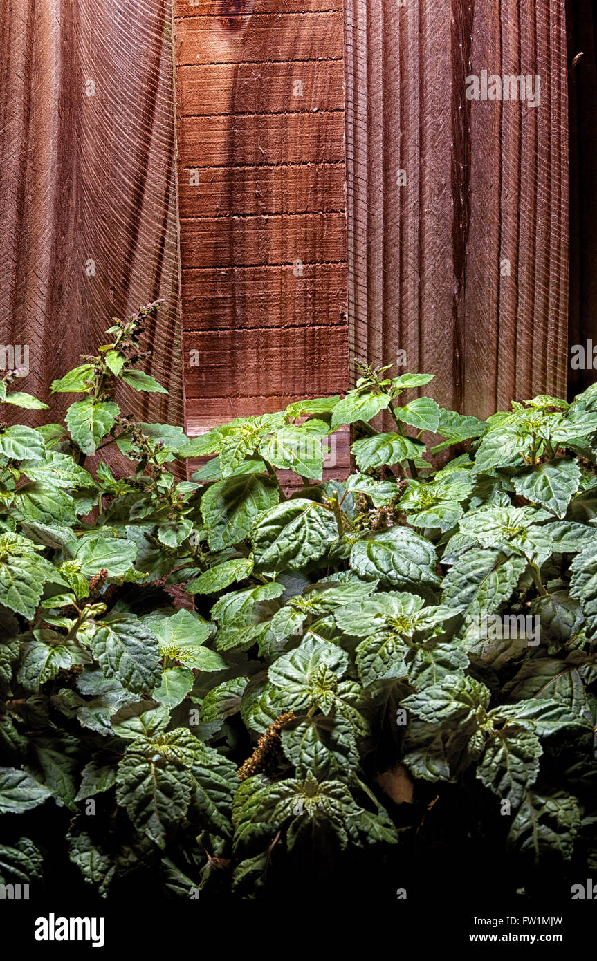 Patchouly plant flowering hi-res stock photography and images - Alamy