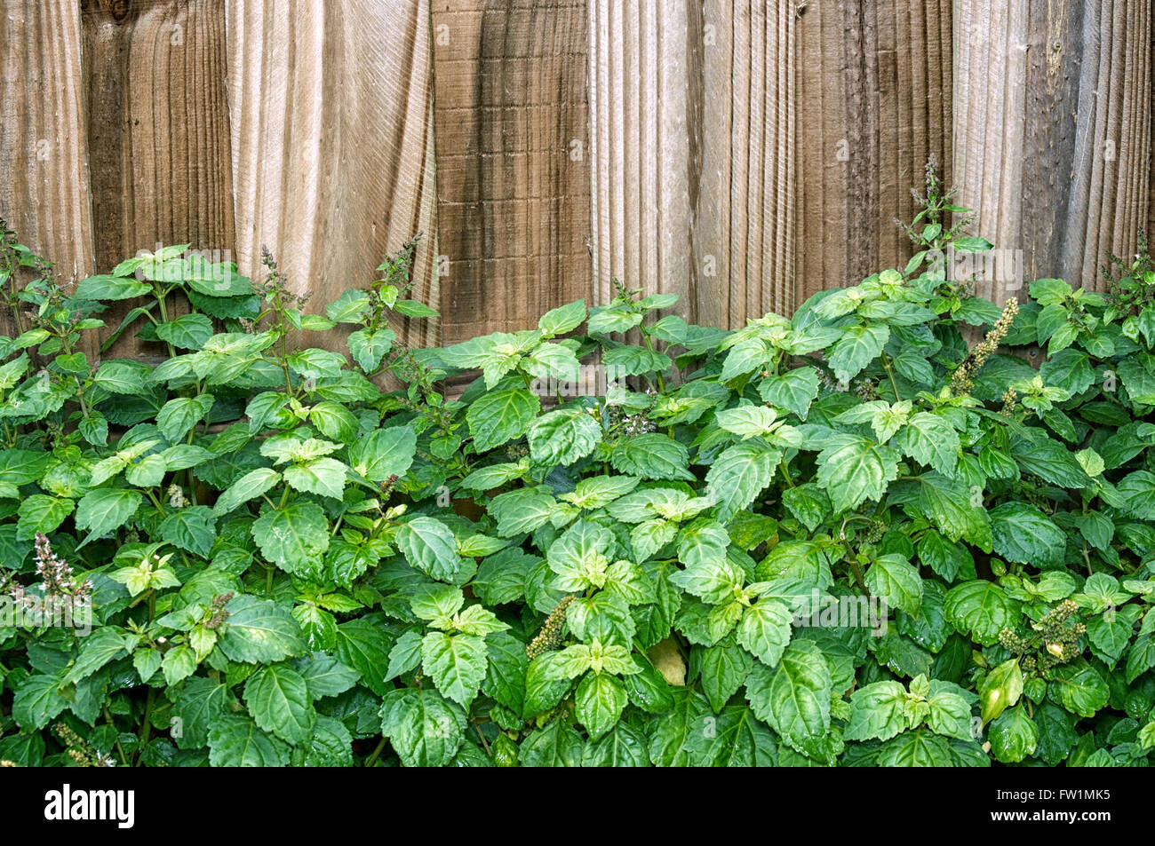 Patchouly plant flowering hi-res stock photography and images - Alamy