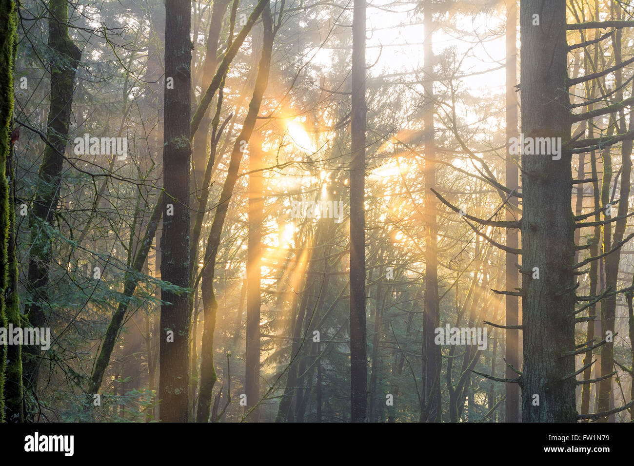 Sun rays beaming through the trees in the Oregon forest in the morning ...