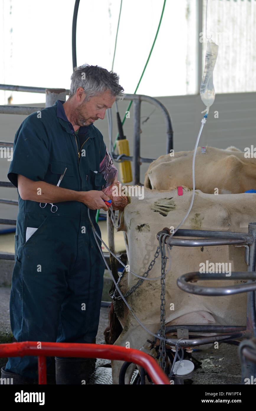 Embryos cow hi-res stock photography and images - Alamy